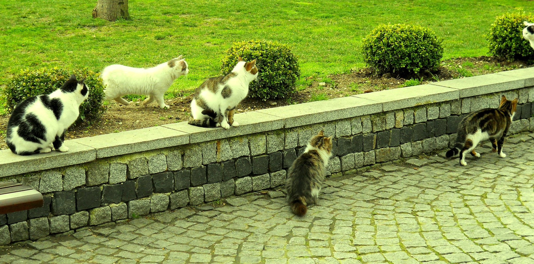 Stray Cats and Dogs of Istanbul – Curious Turk